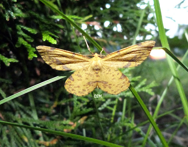 False Crocus/Crocus Geometer Moth | Project Noah
