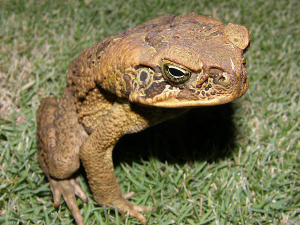Philippines toad | Project Noah