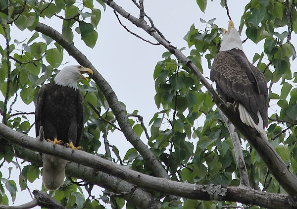 Bald Eagle | Project Noah