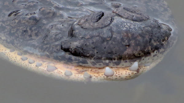 American Alligator | Project Noah
