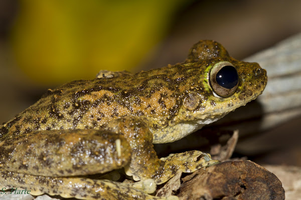 Green-eyed Treefrog | Project Noah