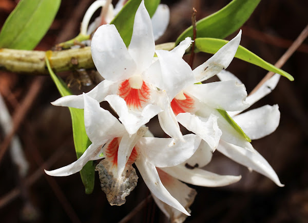 Dragon Dendrobium | Project Noah