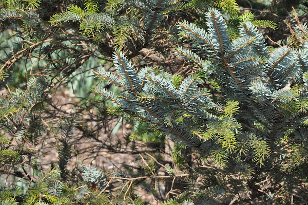 Howell's Dwarf Alcock's Spruce | Project Noah