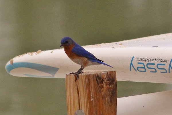 Eastern Bluebird | Project Noah