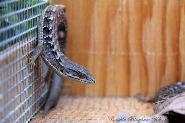 San Diego Alligator Lizard | Project Noah