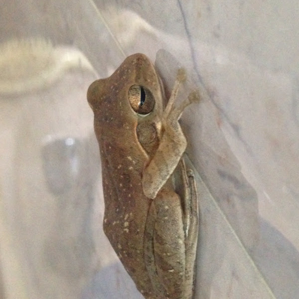 Common Tree Frog | Project Noah