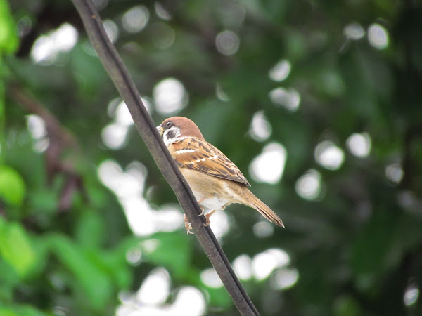 Eurasian tree sparrow | Project Noah