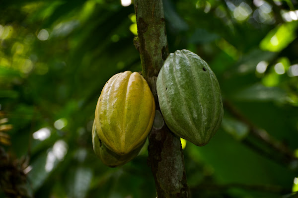 Cocoa Tree | Project Noah