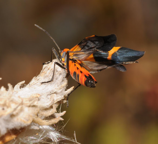 Large milkweed bug | Project Noah