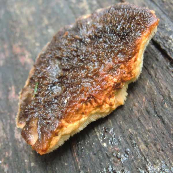 Milky brackets | Project Noah