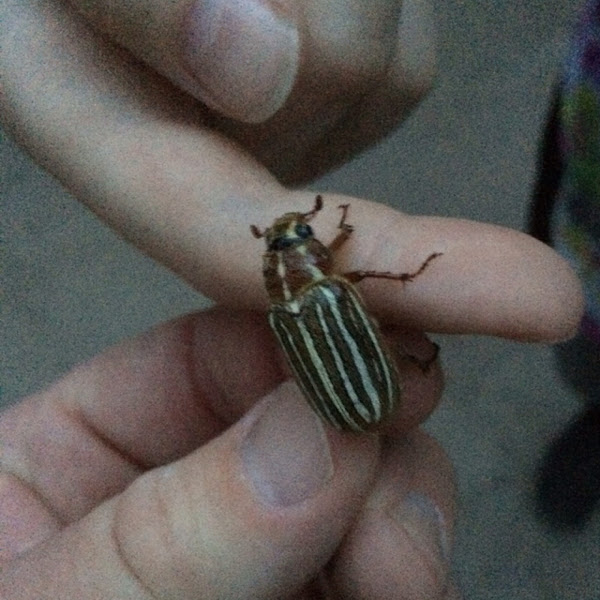 Five lined june bug | Project Noah