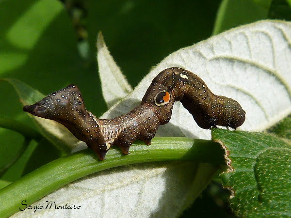 Fruit piercing moth (larva) | Project Noah