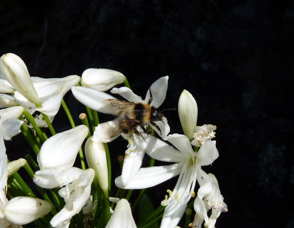 bumble bee | Project Noah