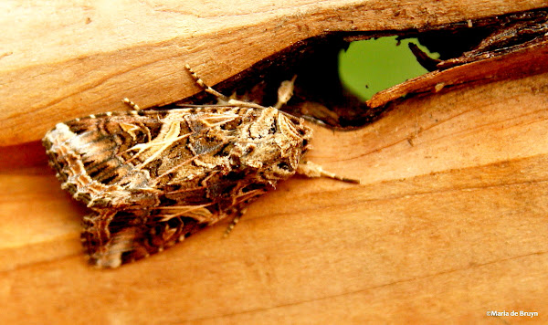 Yellow-striped armyworm moth | Project Noah