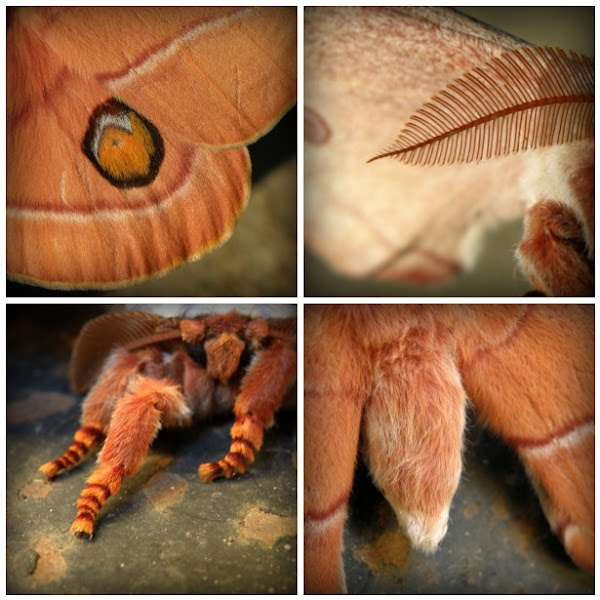 Emperor Gum Moth | Project Noah