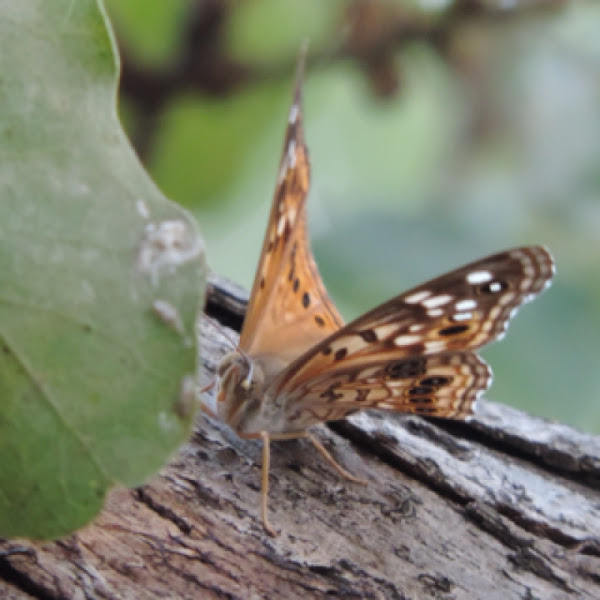 Hackberry Emperor | Project Noah