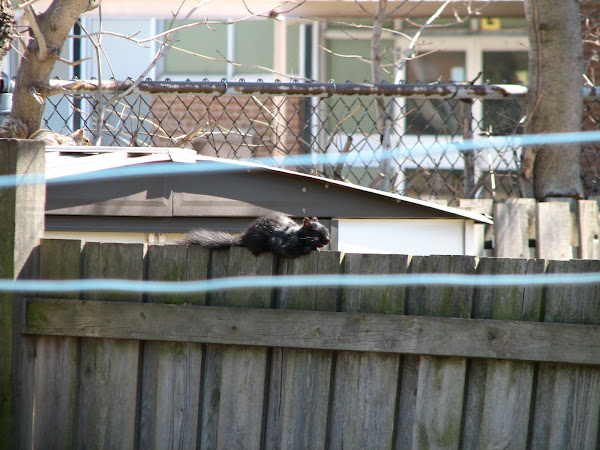 Eastern Grey Squirrel & Black Squirrel | Project Noah