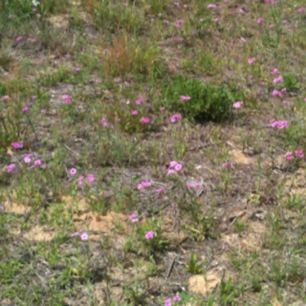 Phlox (species TBD) | Project Noah