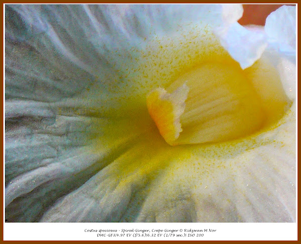 Spiral ginger, Crape ginger | Project Noah