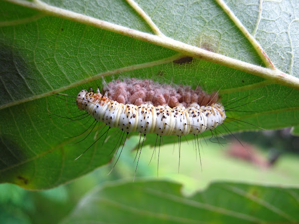 Caterpillar and parasitic wasp eggs | Project Noah