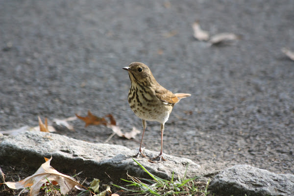 Hermit Thrush | Project Noah