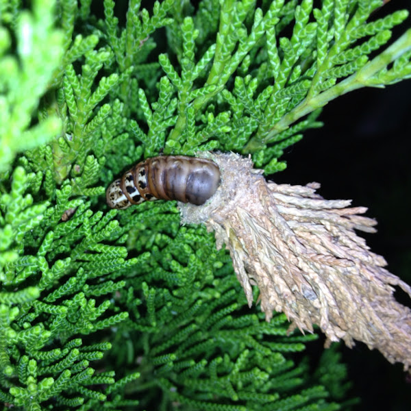 Evergreen Bagworm larvae | Project Noah