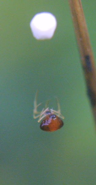 Cobweb Spider and Egg Sac | Project Noah