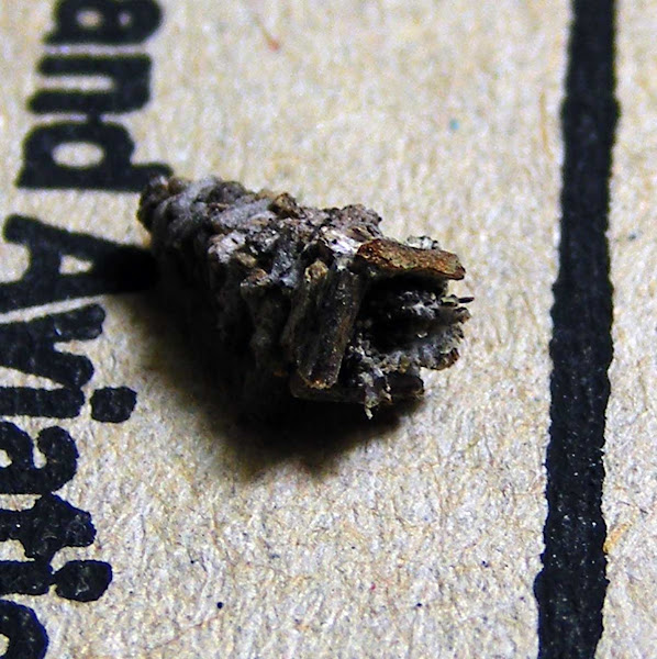 Psychidae Case Moth Case | Project Noah