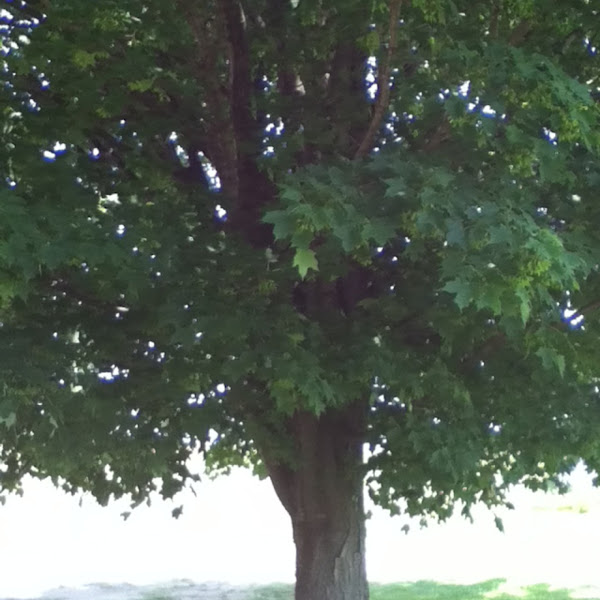 Sugar maple | Project Noah