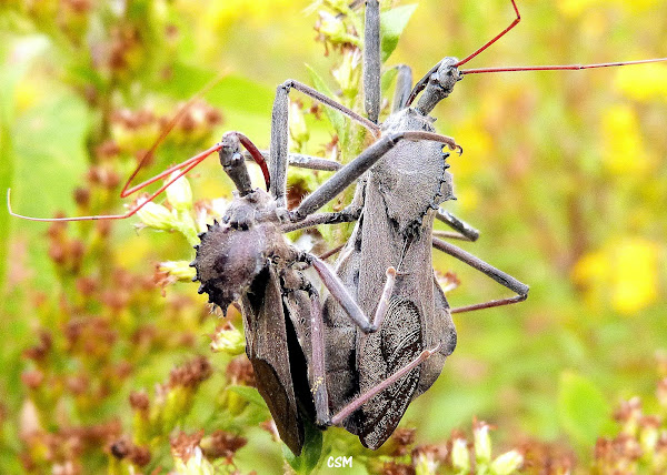 Wheel Bugs Mating | Project Noah