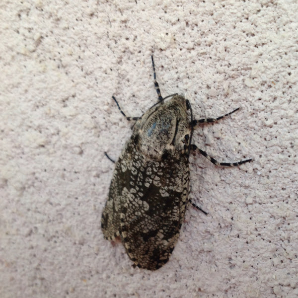 Carpenterworm Moth | Project Noah