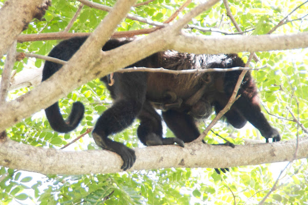 Howler Monkeys | Project Noah