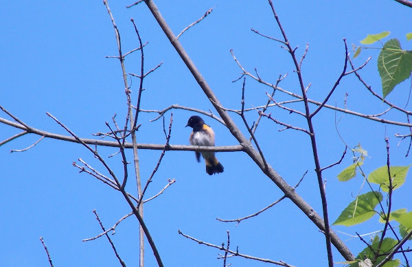American Redstart | Project Noah
