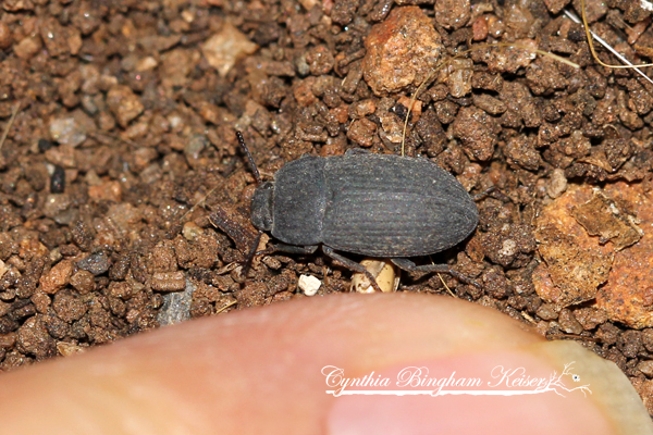 Darkling Beetle | Project Noah