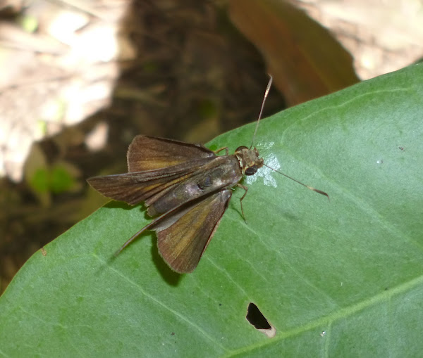 Skipper Butterfly | Project Noah