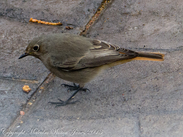 Black Redstart; Colirrojo Tizón | Project Noah