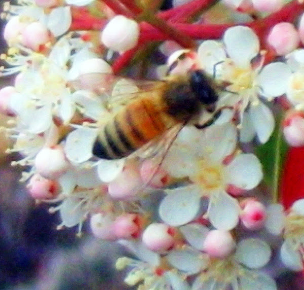 Western Honey Bee | Project Noah