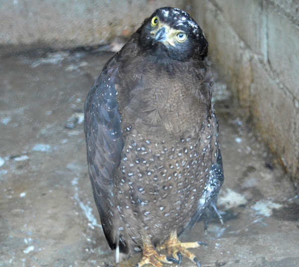 Crested serpent eagle | Project Noah