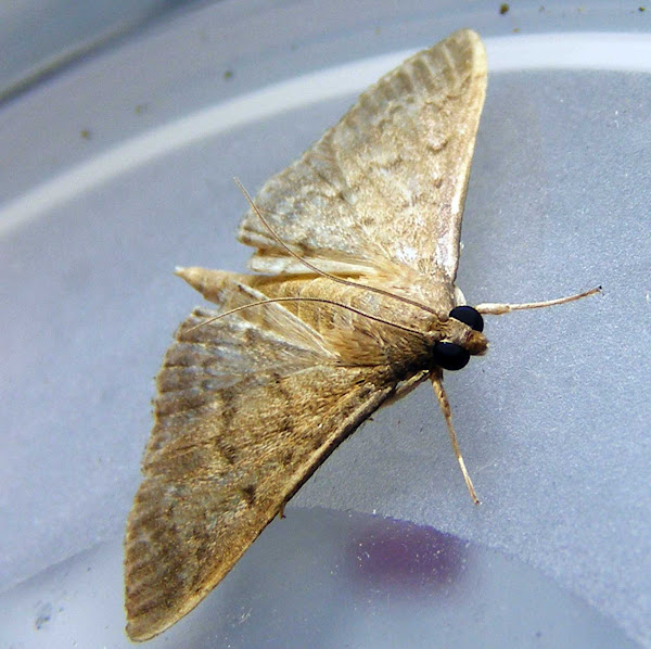 Crambid Moth | Project Noah