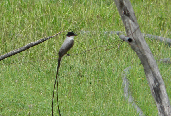 Tijereta Sabanera - Fork-tailed Flycatcher | Project Noah