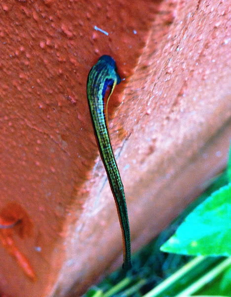 Tiger Leech | Project Noah