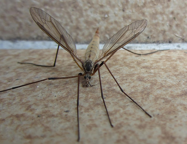 European Crane Fly | Project Noah