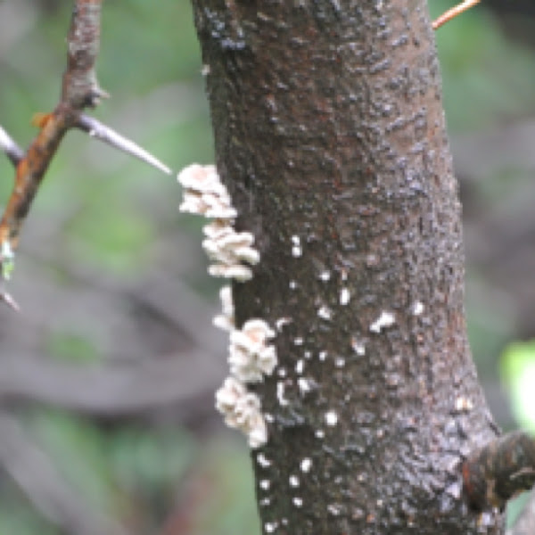 Common split-gill | Project Noah