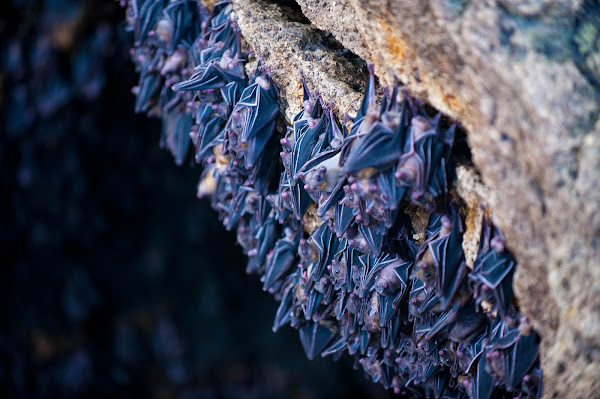 Fruit Bats | Project Noah