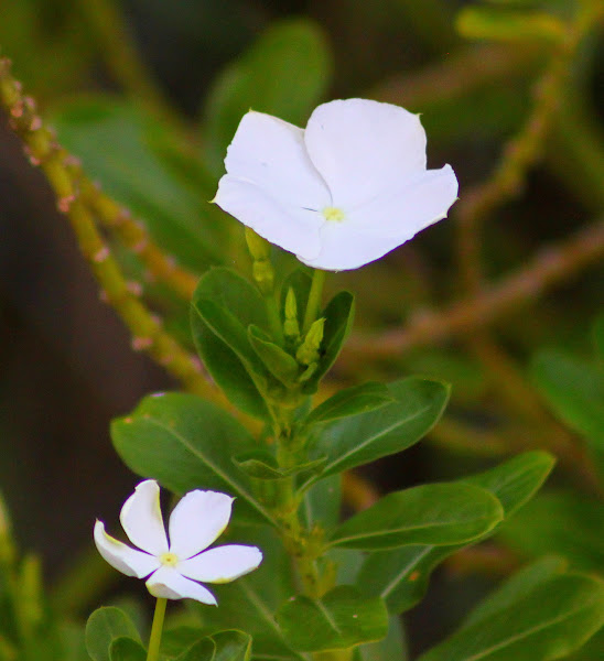 Madagascar Periwinkle | Project Noah