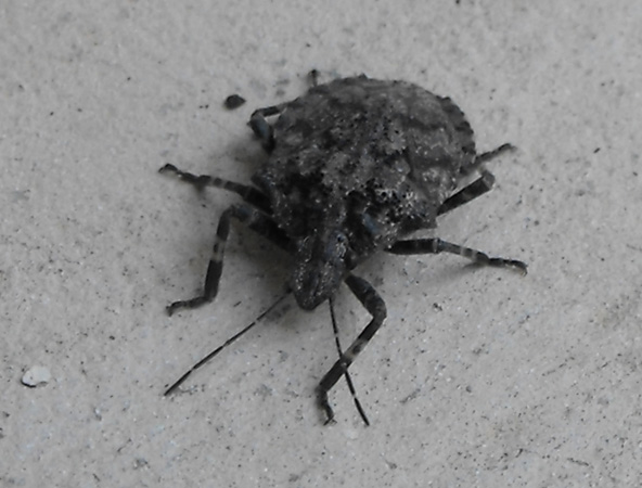 Tree Stink Bug | Project Noah