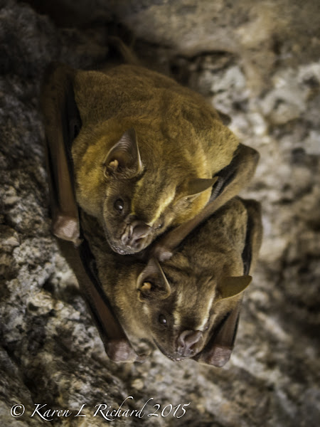 Thomas's fruit-eating bat | Project Noah