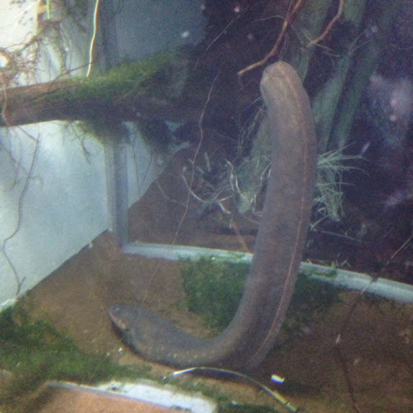 Electric eel | Project Noah