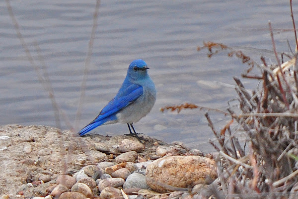 Mountain Bluebird | Project Noah