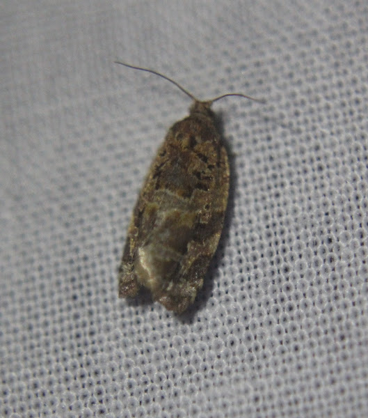 Unknown Tortricid Moth | Project Noah